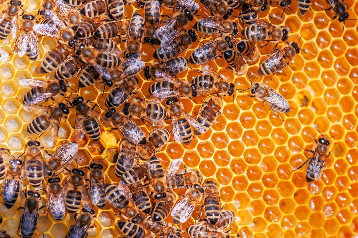 Classroom Facts for World Bee Day - Teacher Professional Development