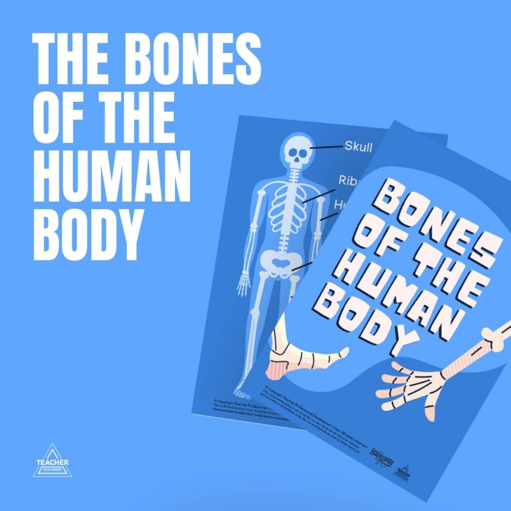 Bones of the Human Body Activity - Teacher Professional Development