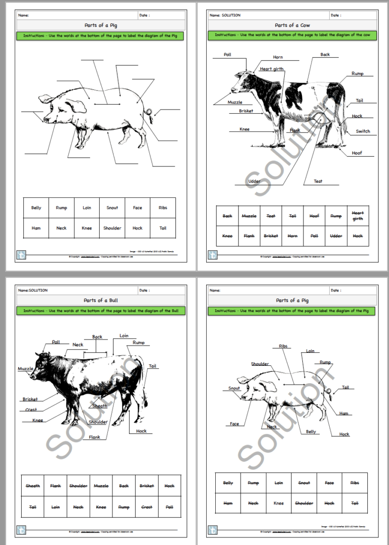 Agriculture Lessons for Busy Teachers Set 2 - "Animal Production 1 ...