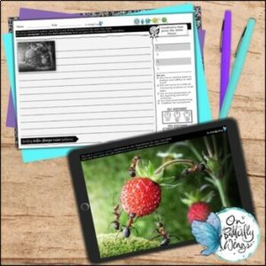 Sentence Writing Grade 6 Term 4 - Teacher Resource