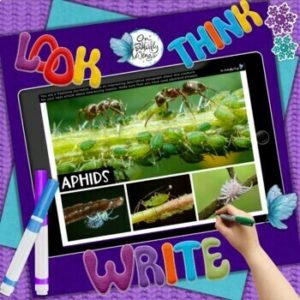 Sentence Writing Grade 4 Term 1 - Teacher Resource