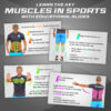 Learn the muscles in sports (for PE) - slides with videos + printable ...