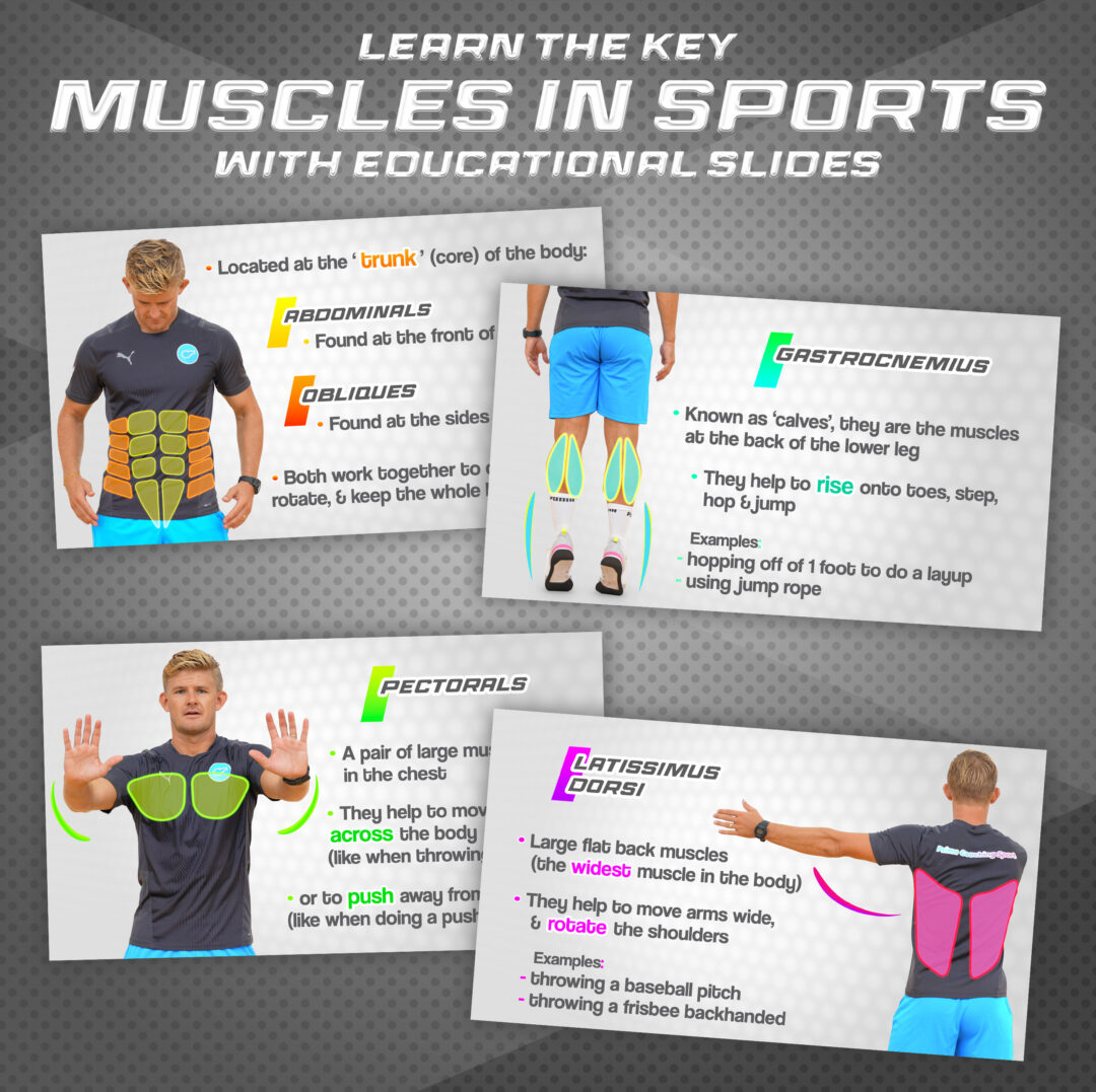 Learn the muscles in sports (for PE) - slides with videos + printable ...