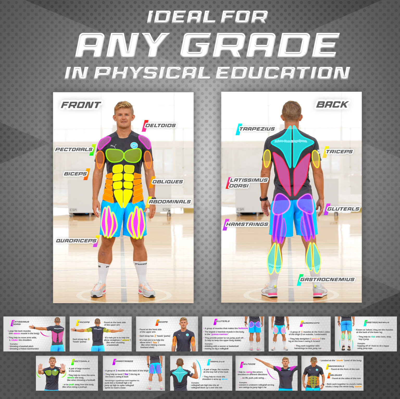 Learn the muscles in sports (for PE) - slides with videos + printable ...