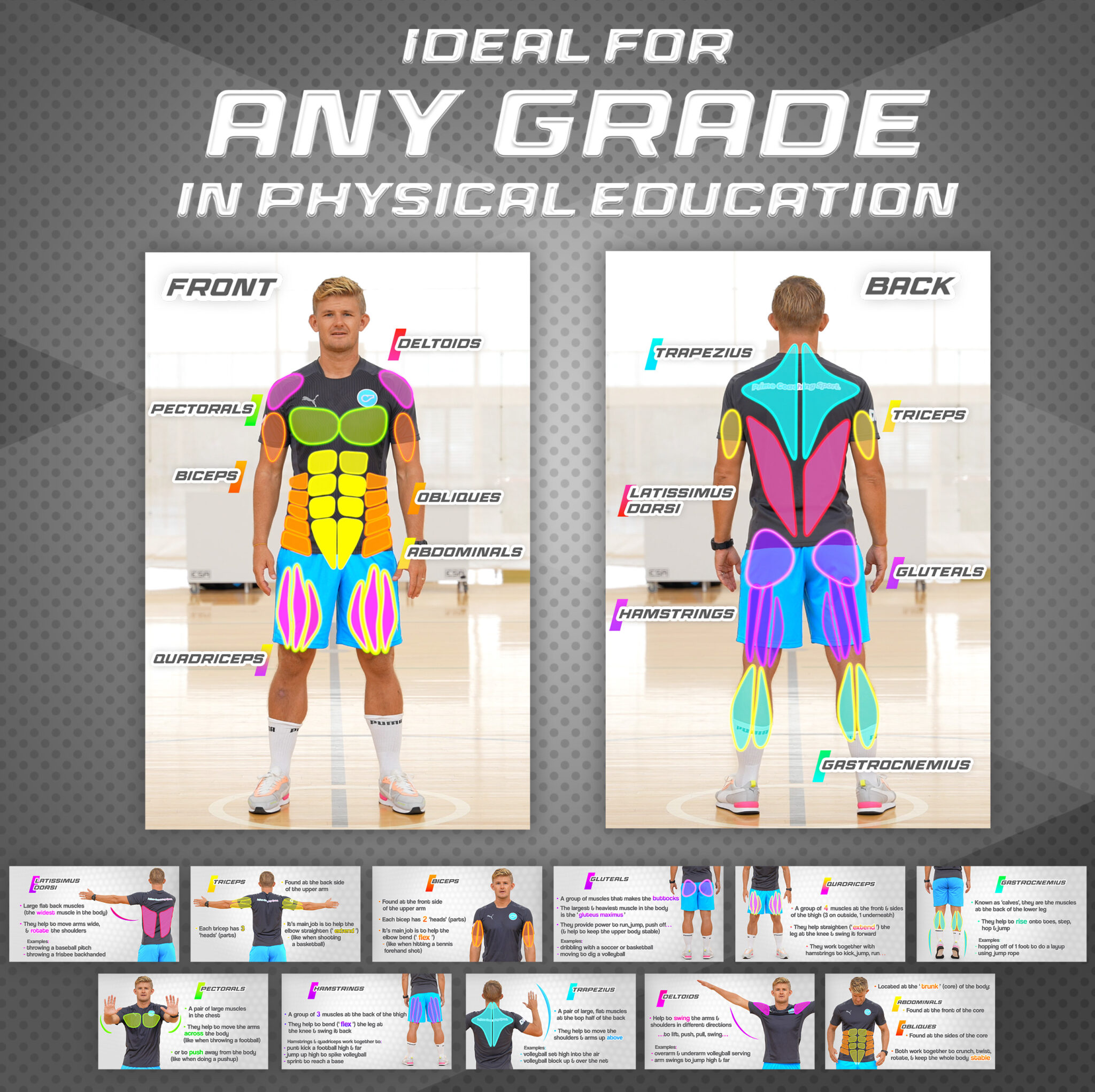 Learn the muscles in sports (for PE) - slides with videos + printable ...