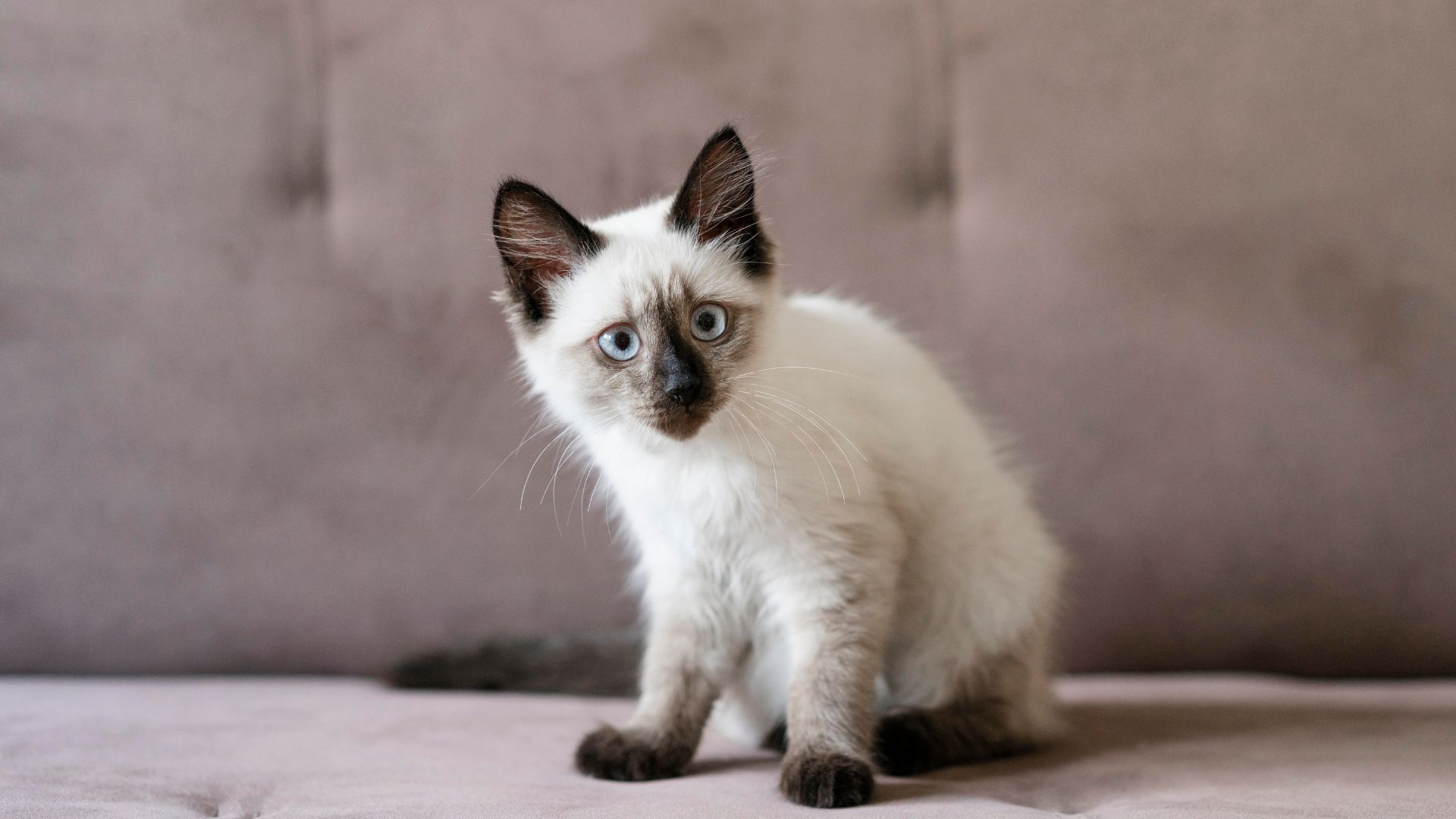 30 Interesting Facts About Cats For Kids - Teacher Professional Development