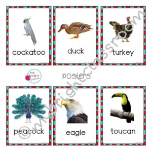 Bird Vocabulary - Identifying types of birds - Teacher Professional ...
