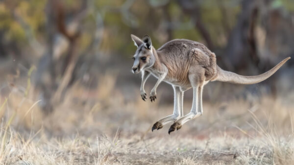 Footprint Australian Native Animal Tracks: An Educational Guide ...
