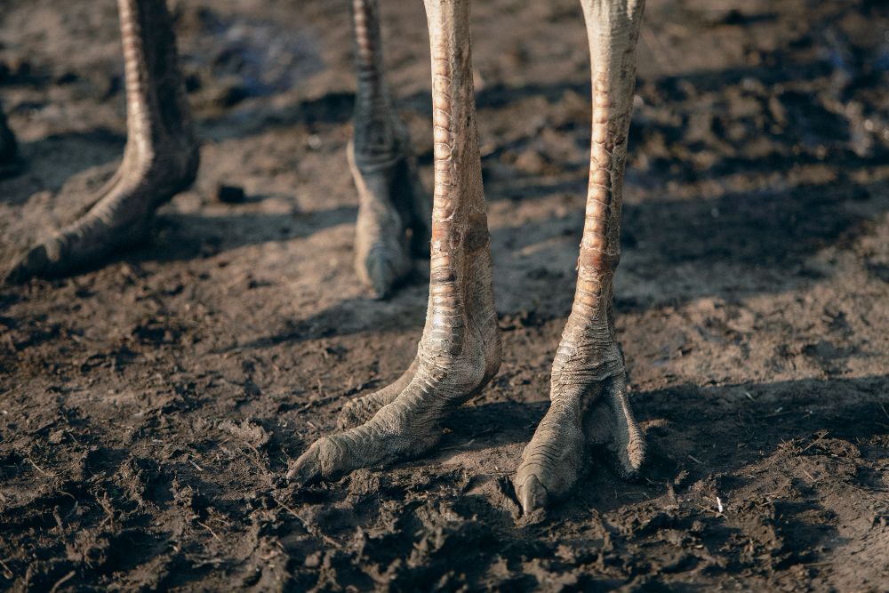 Footprint Australian Native Animal Tracks: An Educational Guide ...