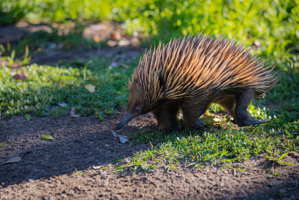 Footprint Australian Native Animal Tracks: An Educational Guide ...