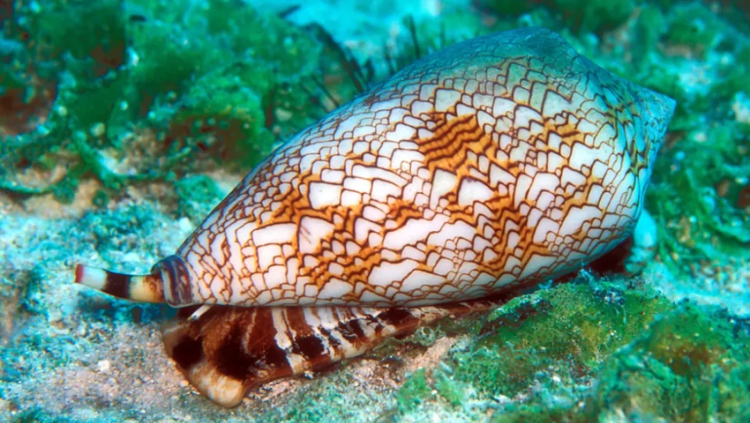 10 Most Dangerous Animals in Australia: What You Need to Know - Teacher ...